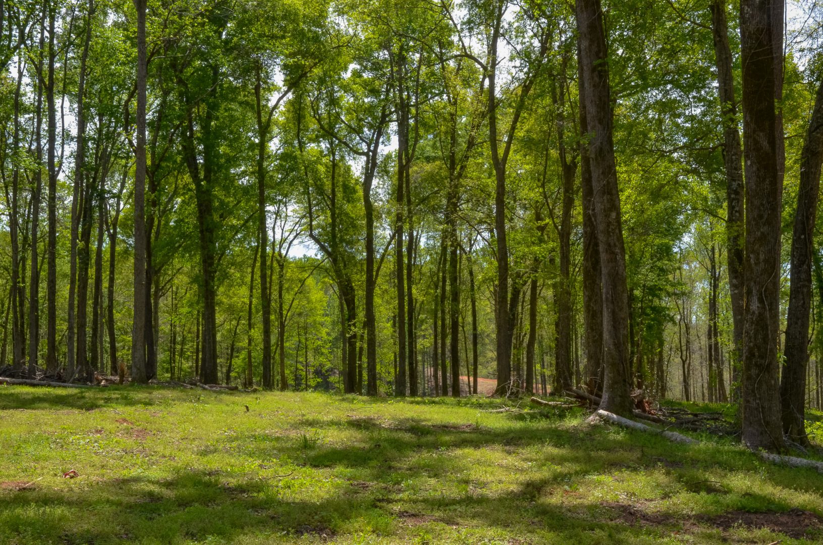 Pataula Creek Farms - New Era Land Company