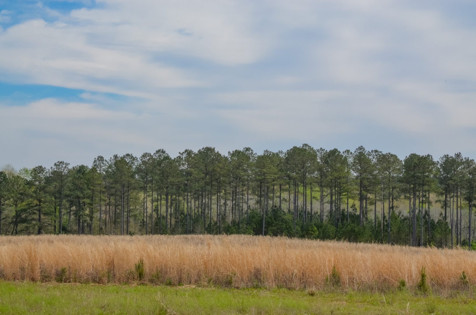 Pataula Creek Farms - New Era Land Company