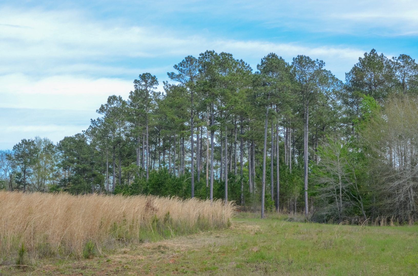 Pataula Creek Farms - New Era Land Company