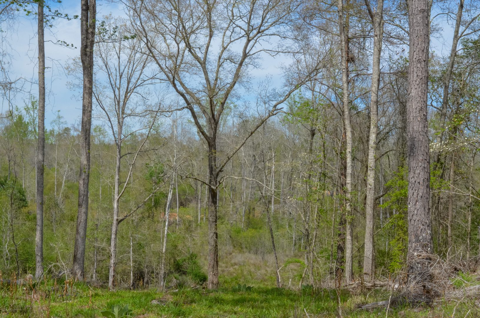 Pataula Creek Farms - New Era Land Company