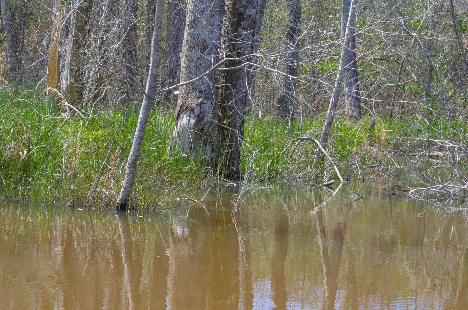 Pataula Creek Farms - New Era Land Company
