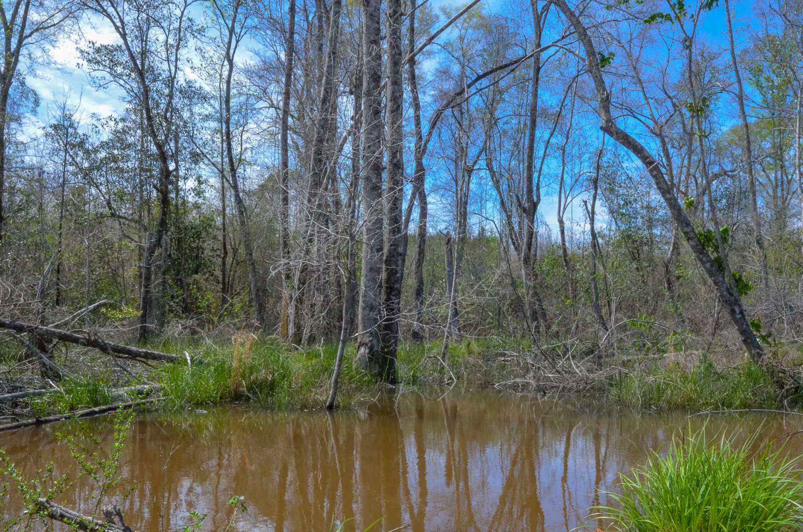 Pataula Creek Farms - New Era Land Company