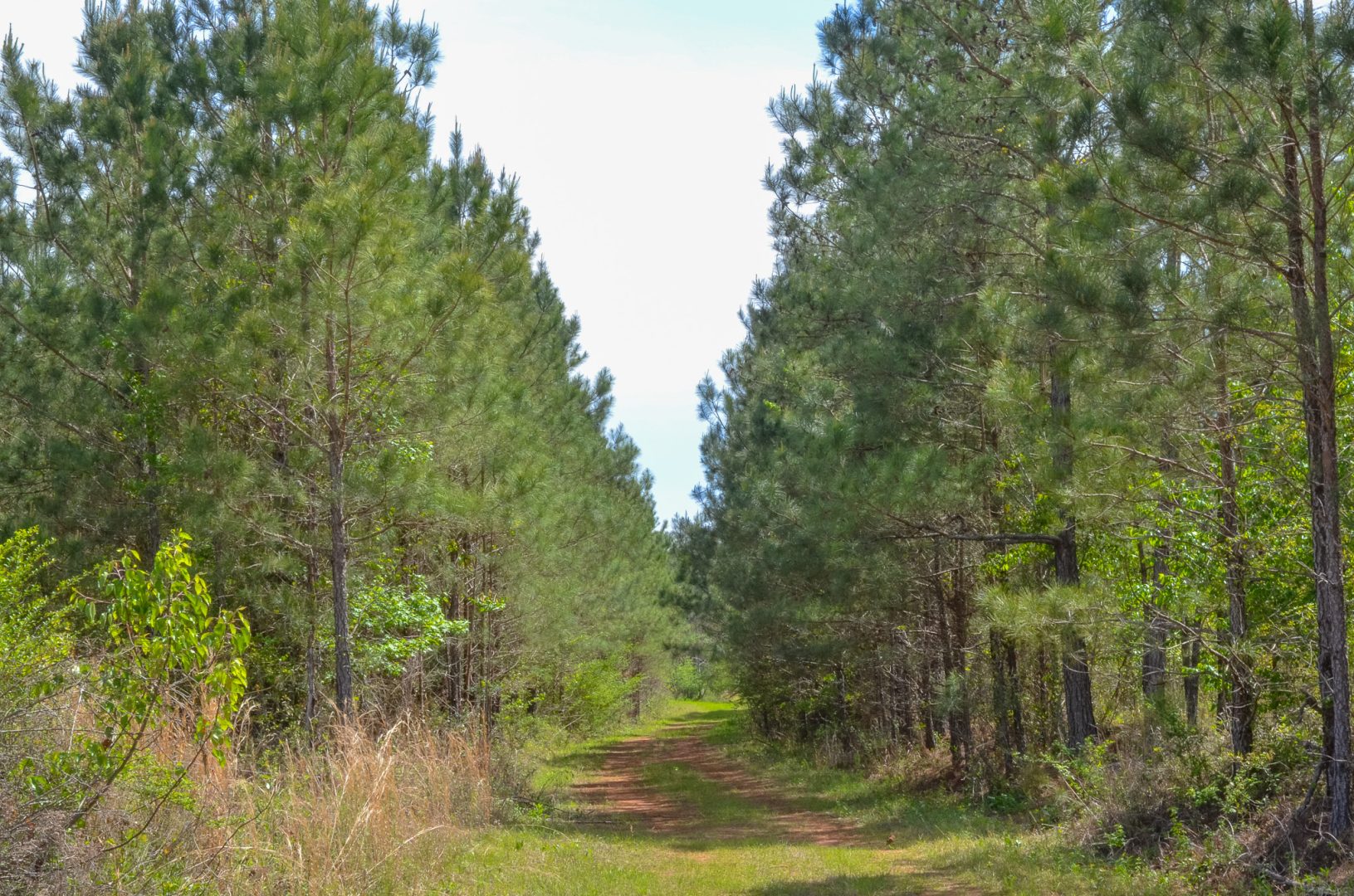 Pataula Creek Farms - New Era Land Company