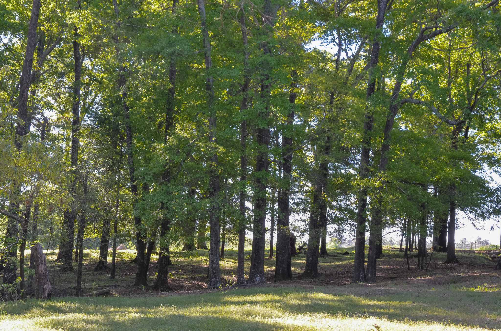 DNS Farms – New Era Land Company